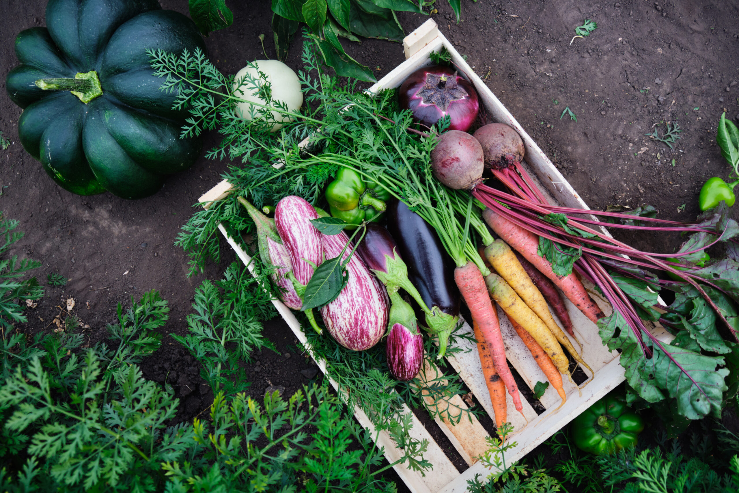 The Campaign Against Hunger – A Community’s Approach to Caring